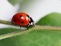 The Lady(Bug) of the Household: The Road Back to Normal