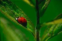 The Lady(Bug) of the Household: The Mother of an Autistic Child