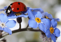 The Lady(Bug) of the Household: Autism Awareness Month