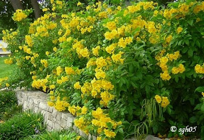 Текома / Tecoma radicans