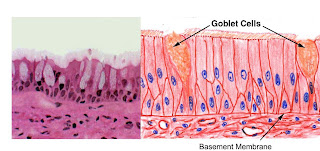 HISTOLOGI VETERINER I: I. JARINGAN EPITEL