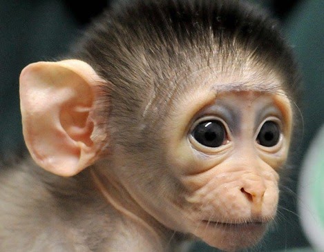 Macaco raro nasce em zoológico na Itália e é criado pela avó - Brasil ...