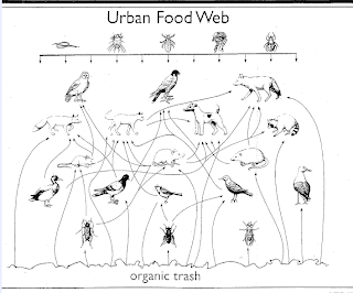 digital media at media school: another cool diagram- the urban food web
