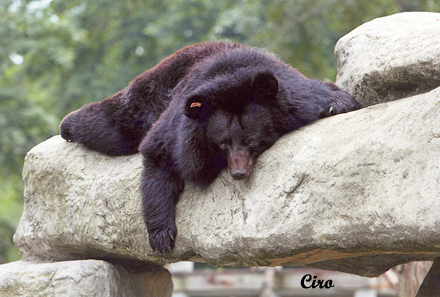 Orso Tibetano Blog-News: Buone Notizie!... Orsi della Luna 2011