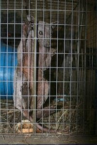 Phantoms and Monsters - Real Eyewitness Cryptid Encounter Reports