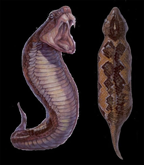 TSUCHINOKO - THE CRYPTID SERPENT