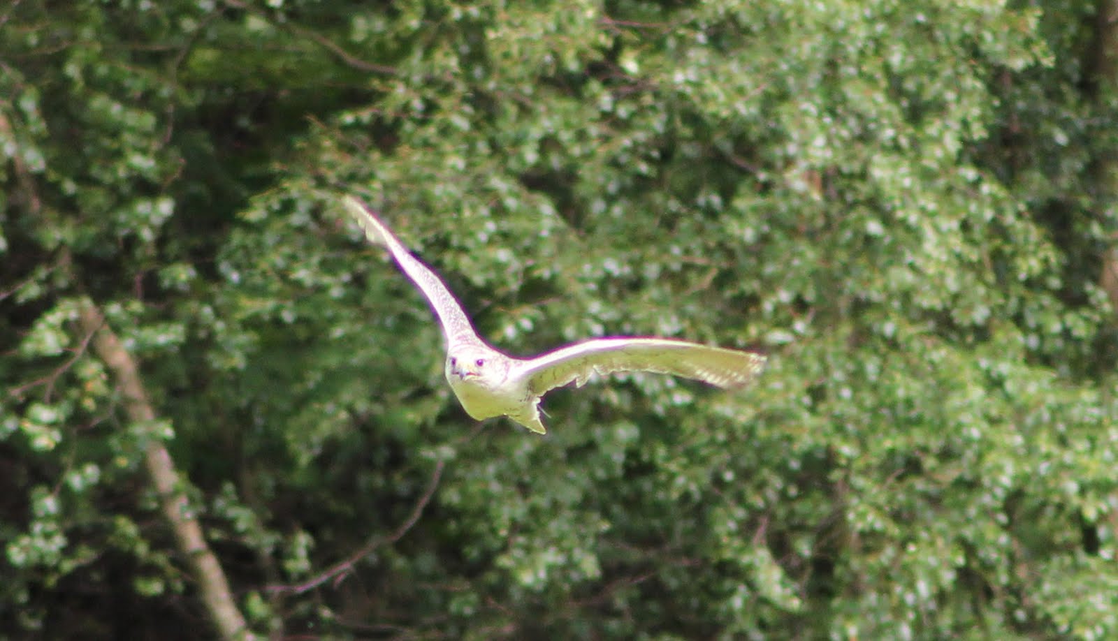 Strathblane Falconry News: July 2010