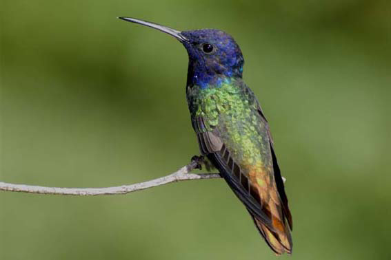 Amaranta Casa de Colibríes: Observatorio