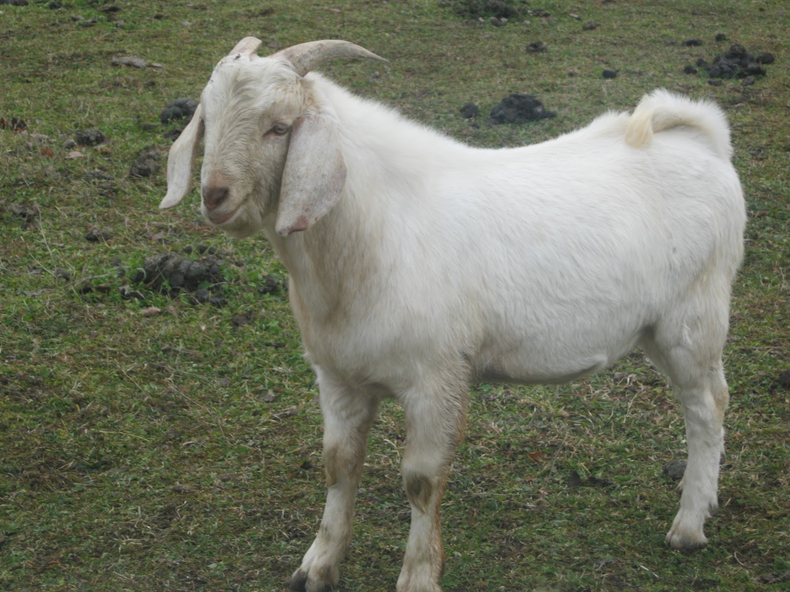 Little House in the Big Wood: The Business of Goats