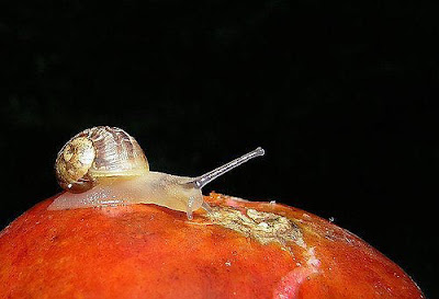 XciteFun: The Tiniest Snails On Earth!