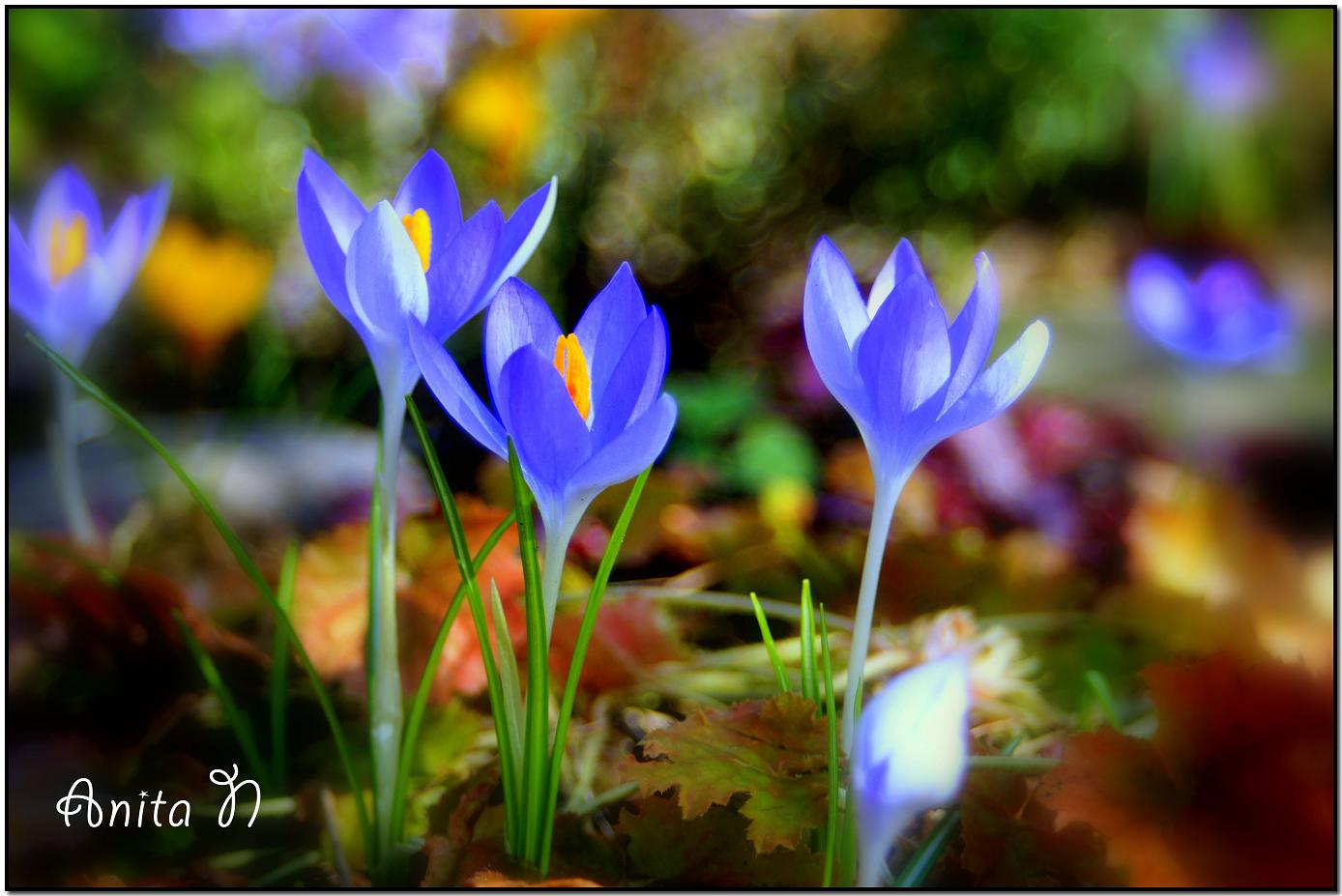 ormbunke: Ordlös Onsdag-Vårblomma