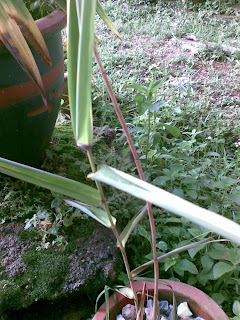 Teroka_Alam_Mistik: Pokok buluh perindu hidup 2 alam (dunia/ghaib)