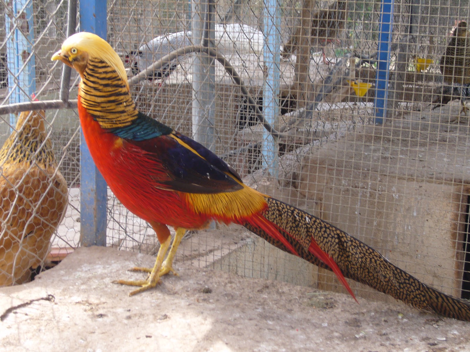 FAISANES JACIN: FAISAN DORADO