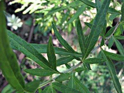 Herbolarios Anonimos: Estafiate