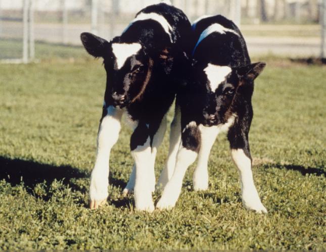 LA GENETICA MODERNA: clonacion de animales