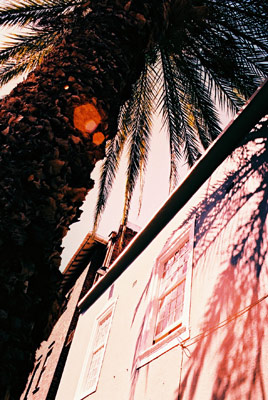 just cos.: An Act of Faith : Palm Tree Mosque