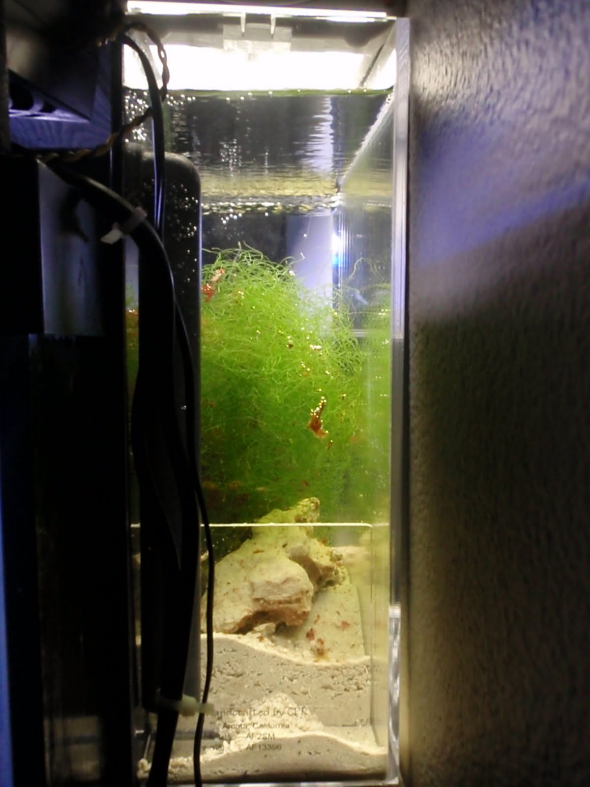 Trials and Tribulations of a Reef Aquarium: Refugium Reveries Come to Life!