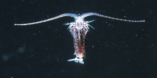 Trials and Tribulations of a Reef Aquarium: Comprehending Copepods