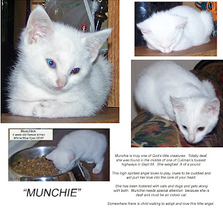 Deaf Animals: Loving Home for Deaf Kitty in Alabama Needed