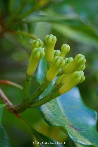 Glenarmrd: KELEBIHAN DAN KHASIAT BUNGA CENGKIH...