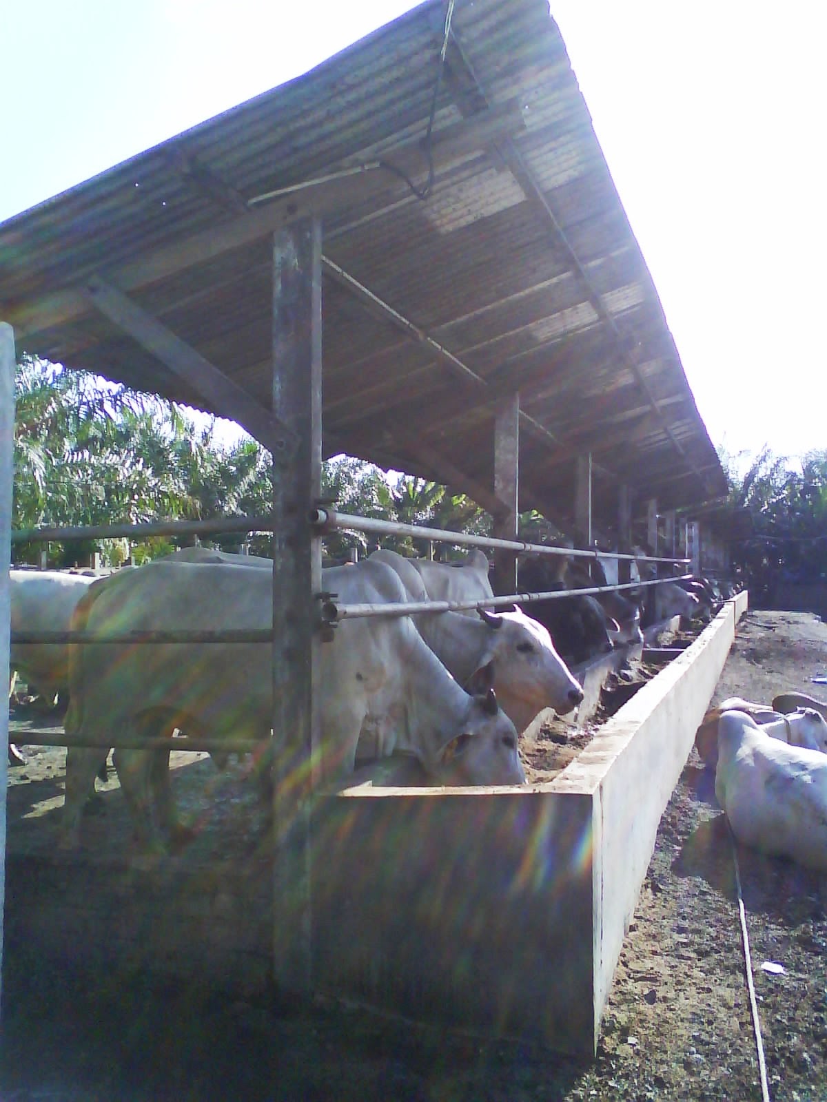 RN Jaya Ternak: ladang lembu