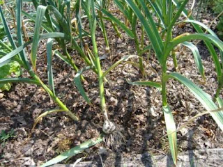 Ponderosa Pagan: Garlic Protection Spell