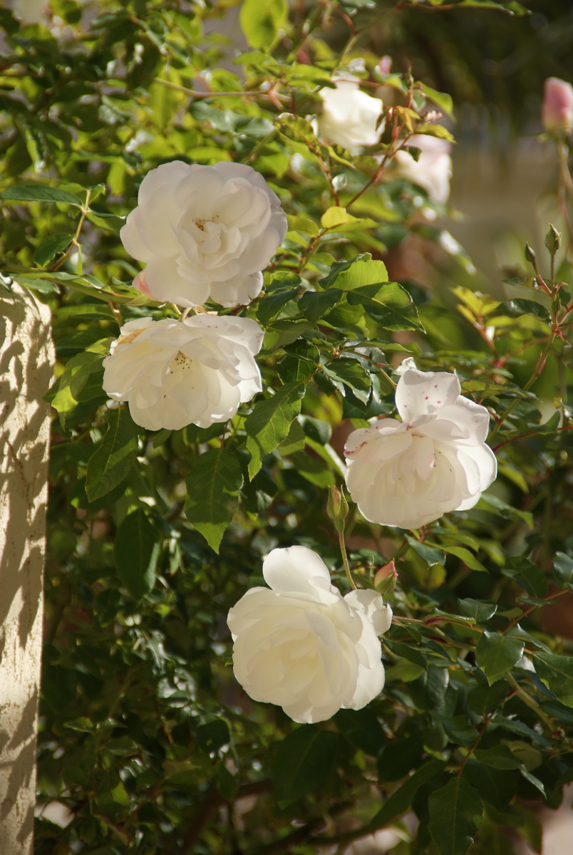 Organic Garden Dreams: Rose of the Month: 'Iceberg'