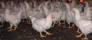 Pinoy - Negosyo - Techs: Tips on Poultry Raising