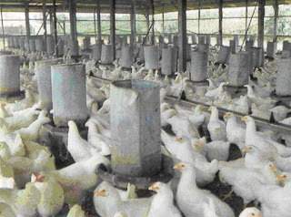 Pinoy - Negosyo - Techs: Poultry Raising: Tips