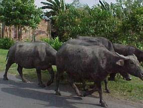 Pinoy - Negosyo - Techs: Tips on Carabao Fattening