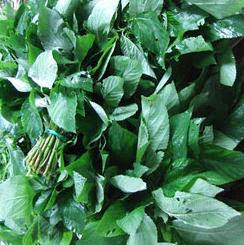 Pinoy - Negosyo - Techs: Growing Saluyot