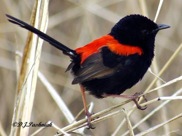 Sandy Straits and Beyond: Red-backed Fairy-Wren