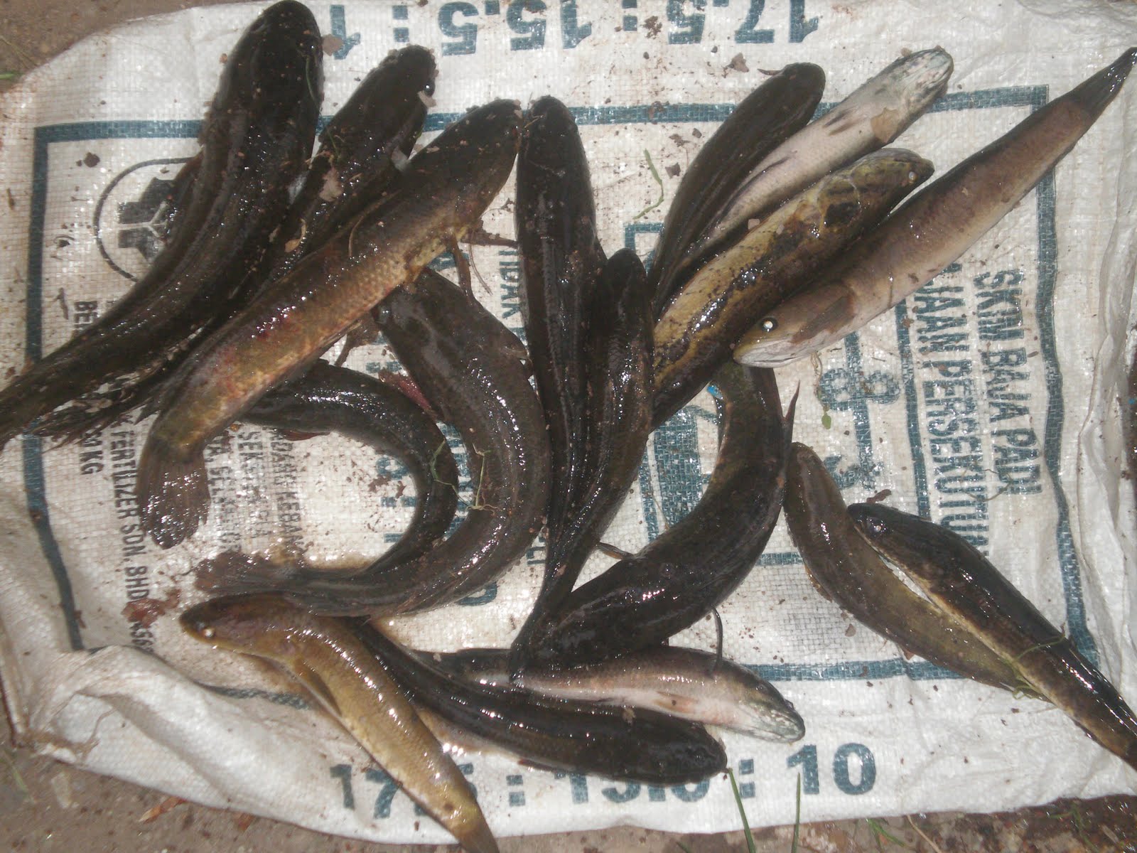 Selayang Group Adventure: Haruan, Haruan Palas Dan Bujuk