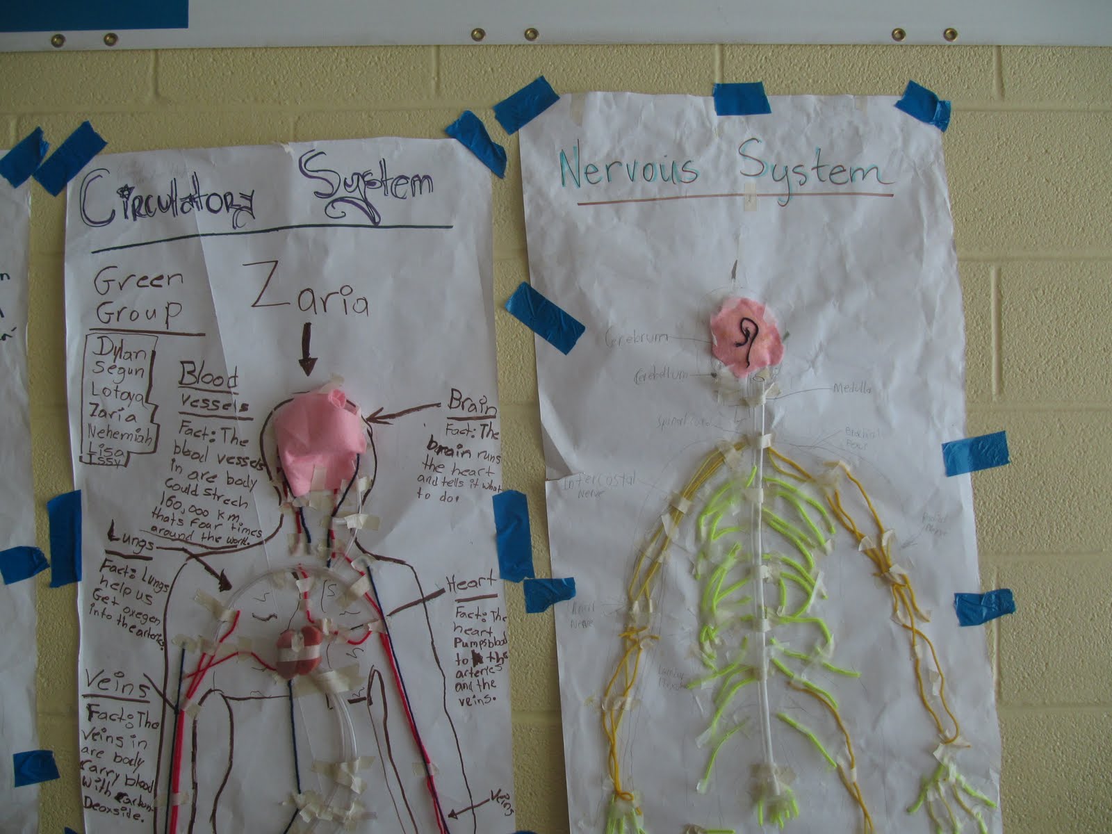 Room 23 Absolutely: The Human Body Studies and Culminating Task!