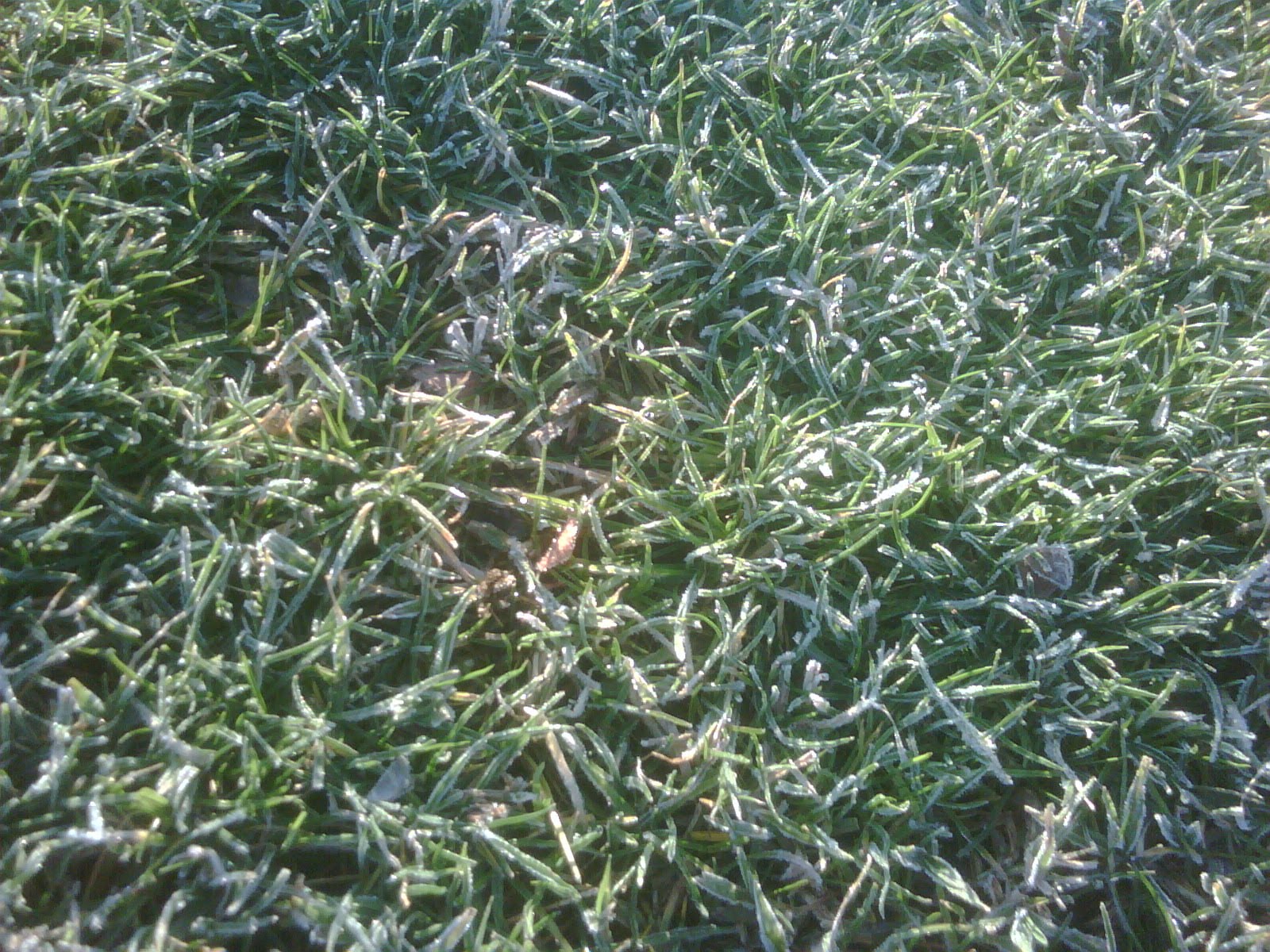 ROLLING HILLS GOLF COURSE: Frost Damage