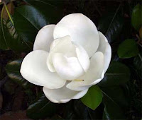 Centro de mesa de magnolias en papel | ...Cabeza de novia