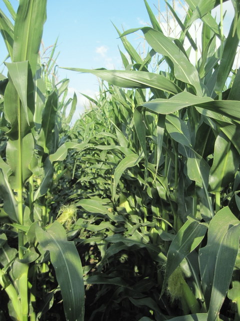 Land of LIQUID: LIQUID Shows At Hefty's Field Day