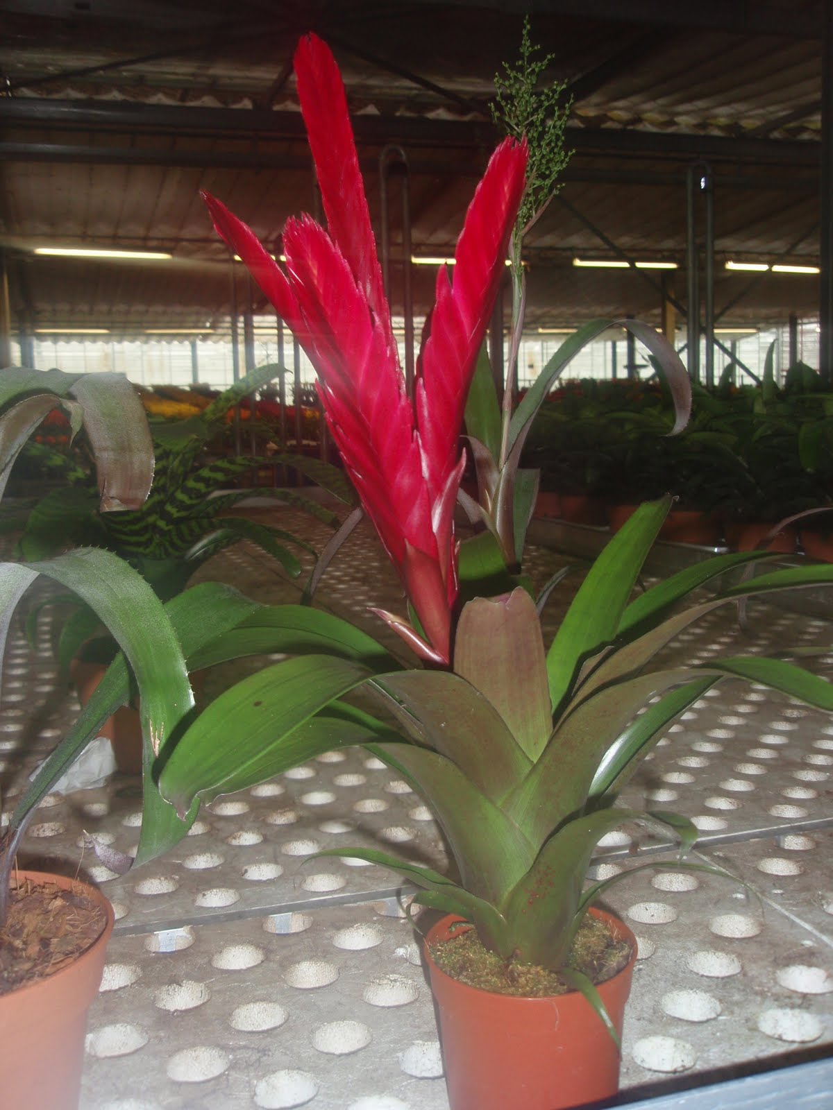 Flori la comanda: import olanda:cale si plante de camera in ghivece!!