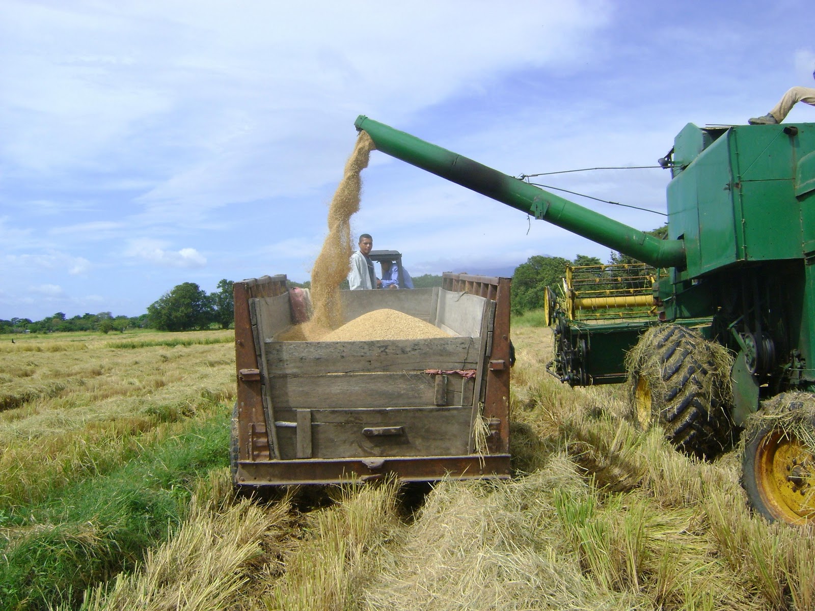 INCREMENTAN PRODUCCIÓN DE ARROZ ~ GCP/NIC/035/EC