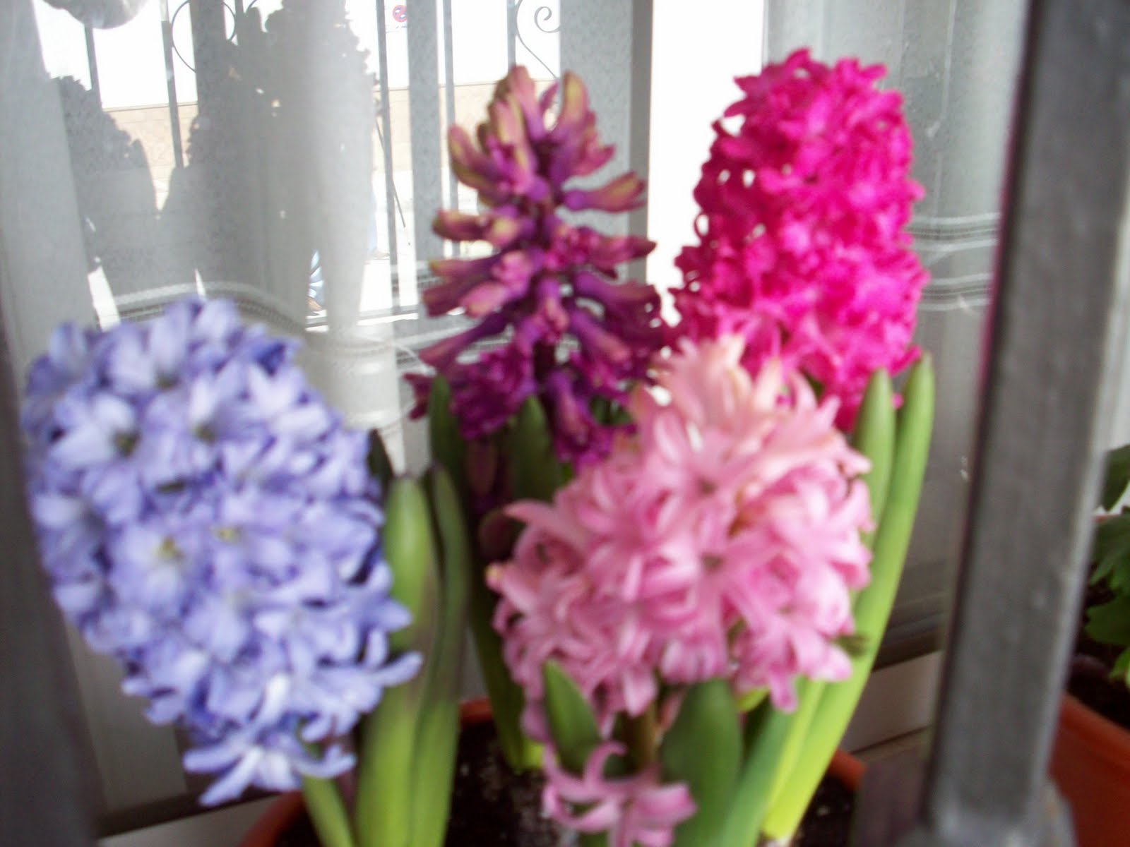 jardineria para todos: galeria de imagenes