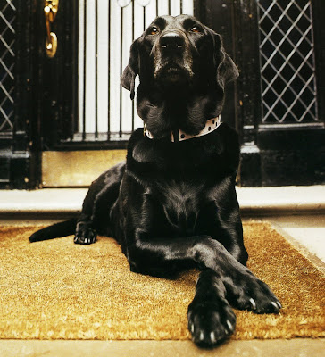 Mary's Be a GoodDog Blog: Black Labs are Loyal, Fine, Goofy, Beautiful.