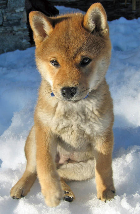 Mary's Be a GoodDog Blog: Hachiko (Hachi, the Dog that Makes You Cry)