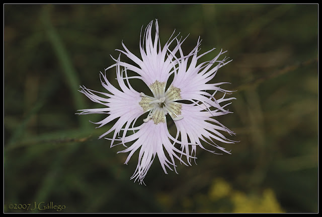 macroinstantes: Clavel blanco