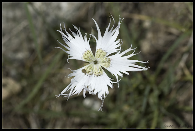 macroinstantes: Clavel blanco