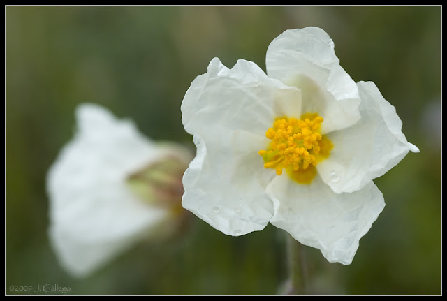 macroinstantes: Tree Of Life Web Project