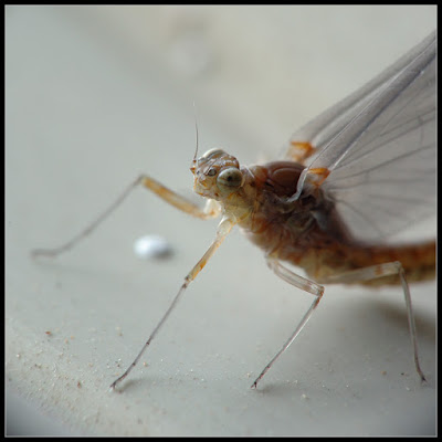 macroinstantes: Efémera