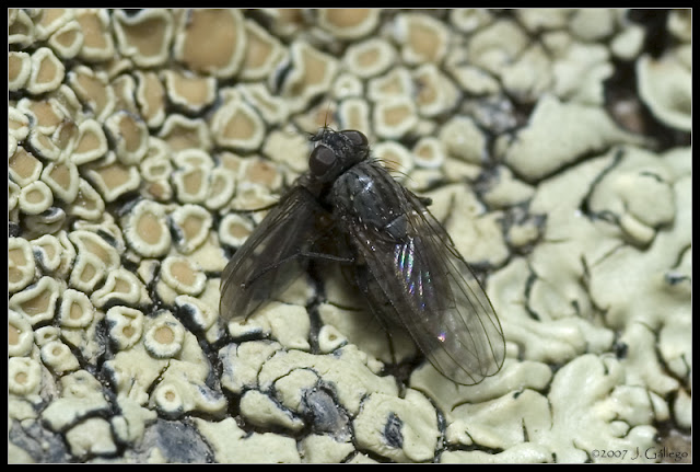 macroinstantes: octubre 2007