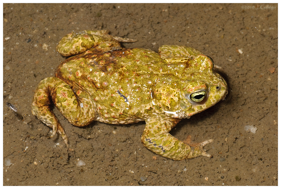 macroinstantes: Extrañas manchas en la piel de machos de sapo corredor