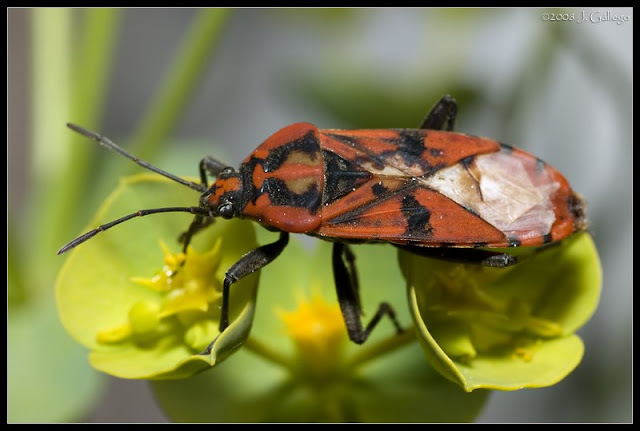 macroinstantes: Spilostethus pandurus (II)