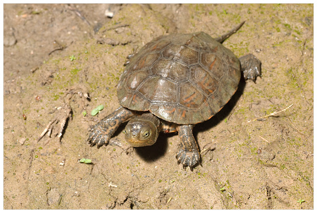 macroinstantes: El pequeño leproso